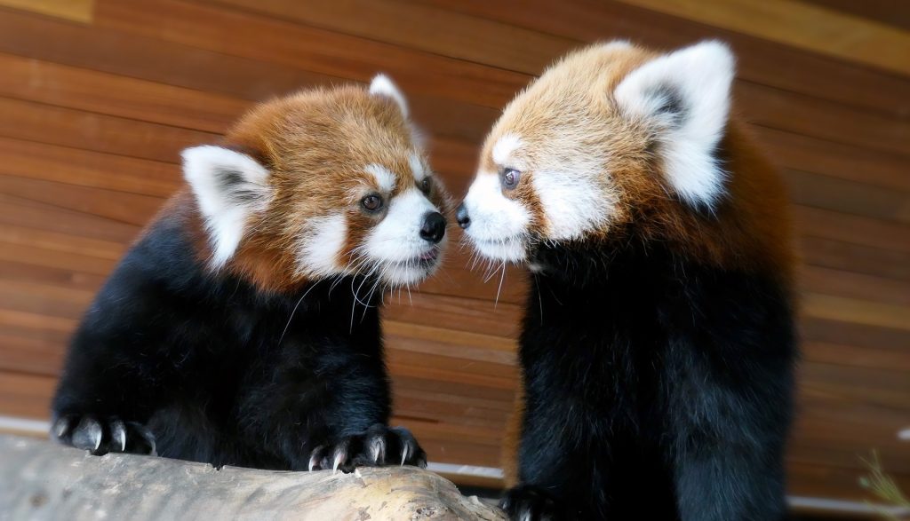 Wildtimes | New Red Panda Residence