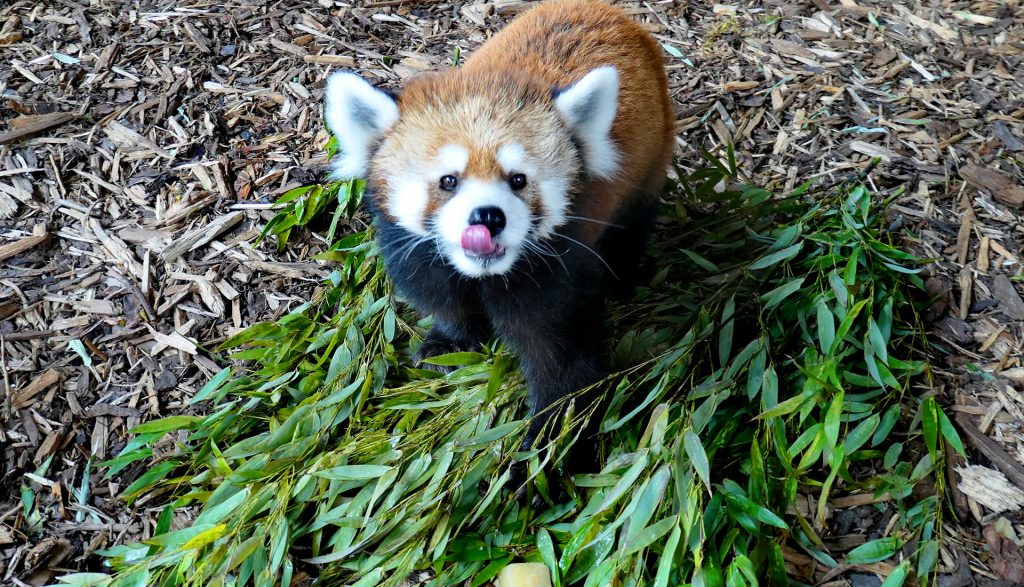 Wildtimes | Hello, my name is Pip!