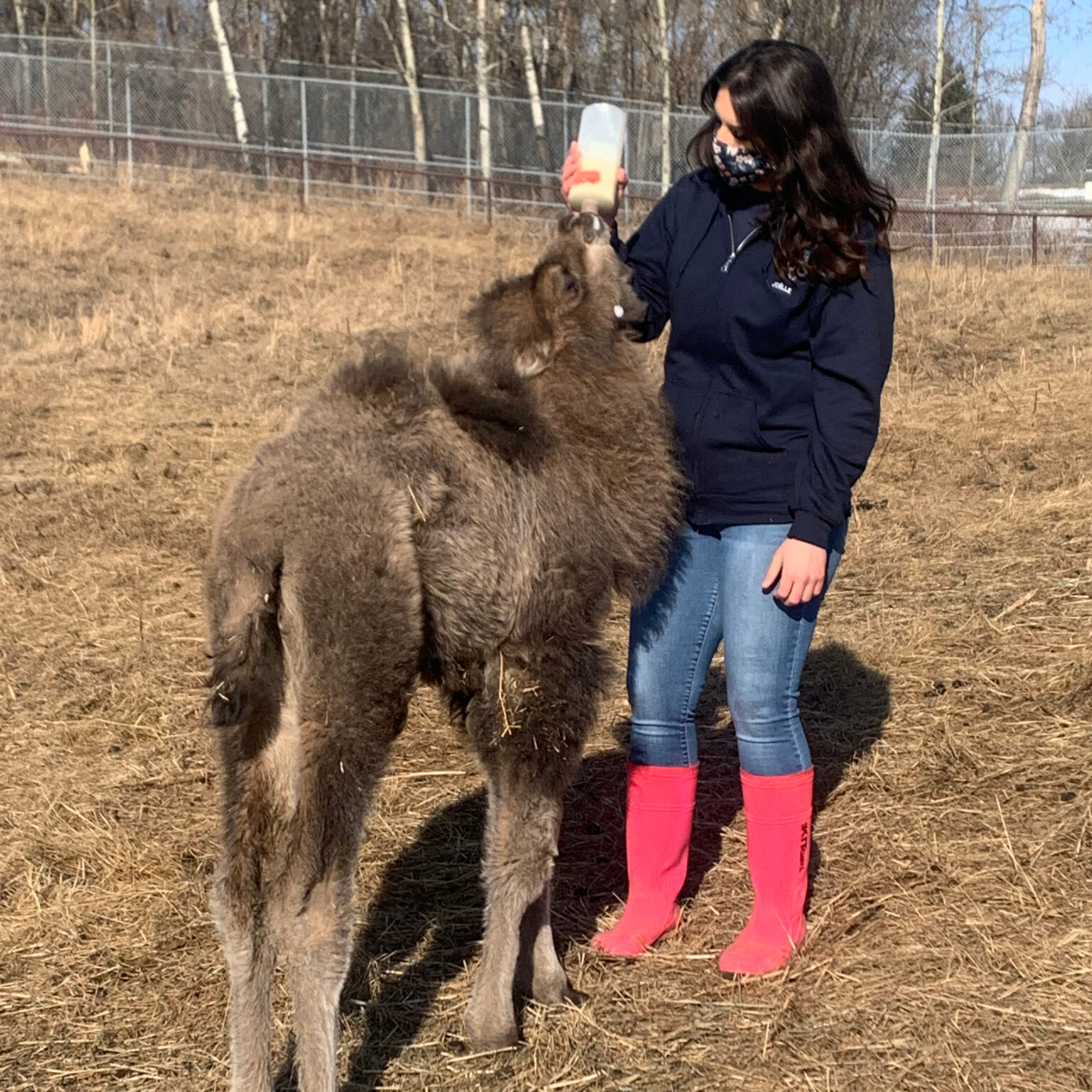Wildtimes | Raising a Baby Camel