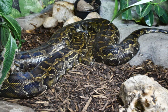 Wildtimes | Creature Feature: Burmese Rock Python