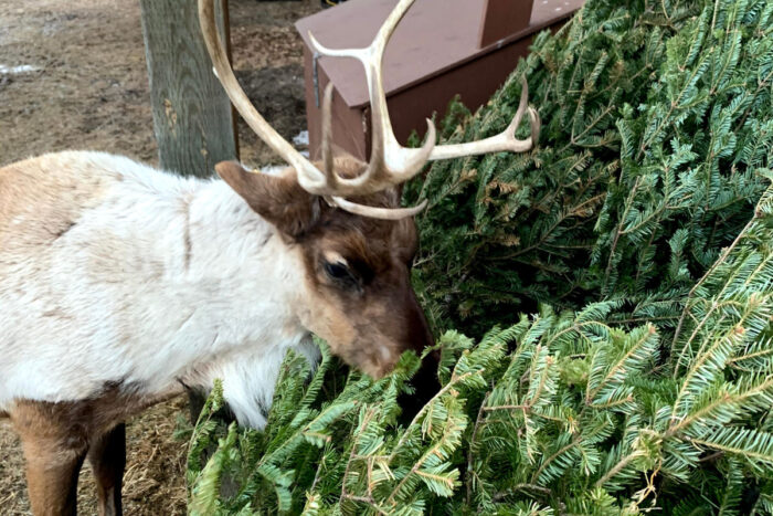Wildtimes | Creature Feature: Eurasian Tundra Reindeer